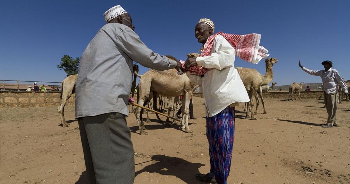 Enabling Resilience for Pastoral Communities: Impact and Results from PRIME