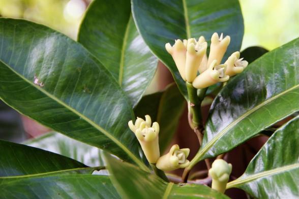 Fighting poverty in the Spice Islands | Mercy Corps