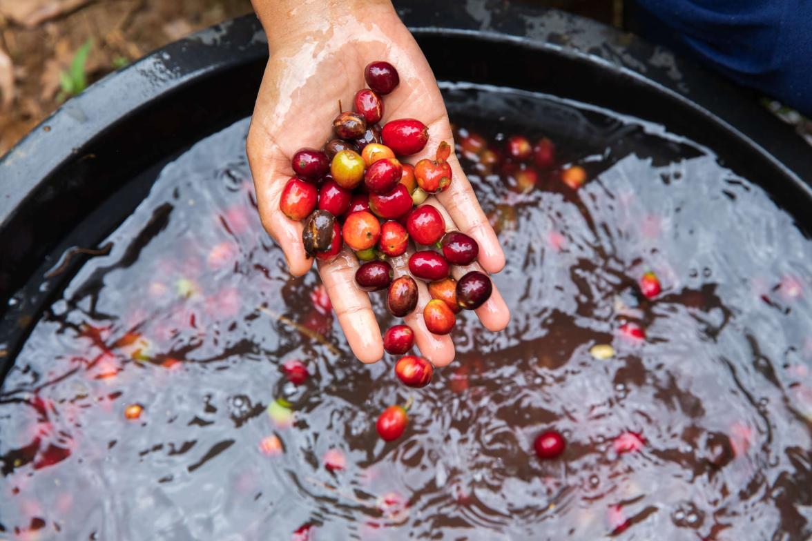 Growing A Coffee Business In West Java Mercy Corps