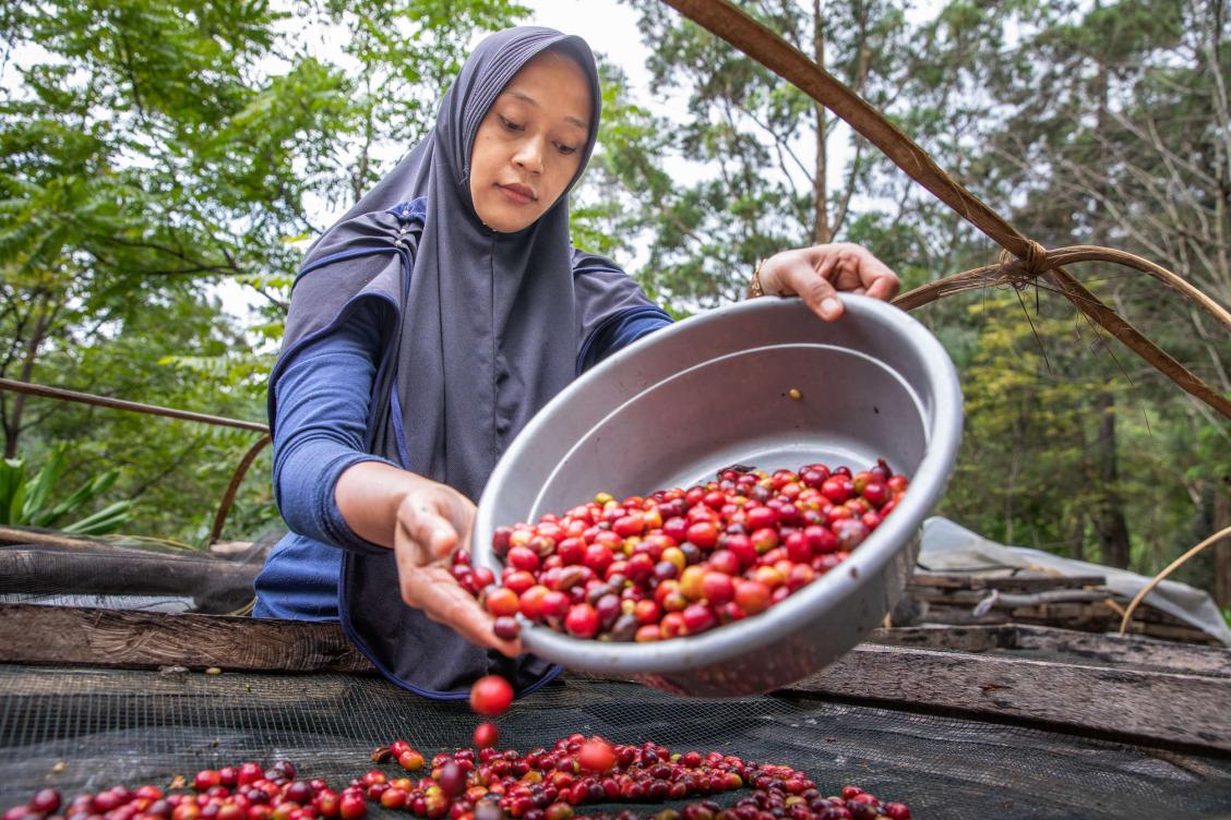 Growing a coffee business in West Java | Mercy Corps