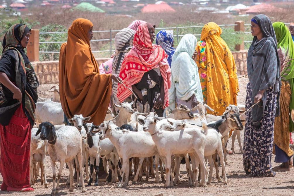Feed the Future in Ethiopia: Resilience in Pastoral Areas | Mercy Corps